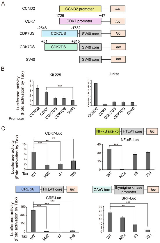 Activation of the CDK7 Gene, Coding for the Catalytic Subunit of the ...