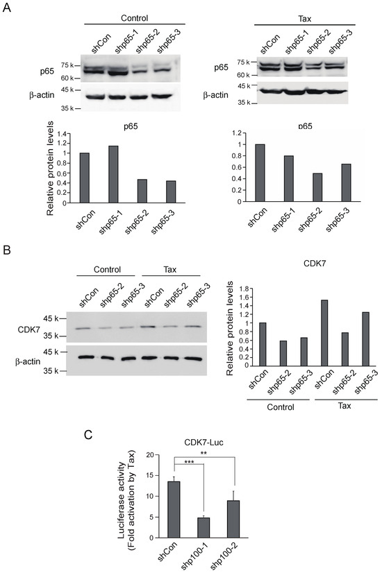 Activation of the CDK7 Gene, Coding for the Catalytic Subunit of the ...