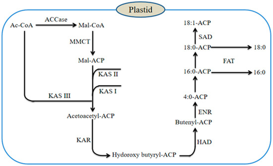 Regulation of Oil Biosynthesis and Genetic Improvement in Plants ...