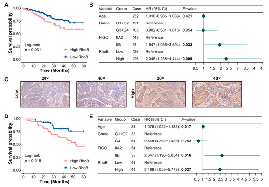 Downregulation of RhoB Inhibits Cervical Cancer Progression and ...