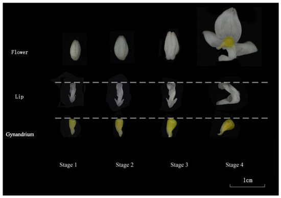 Selection of Reference Genes of Flower Development in Ludisia discolor