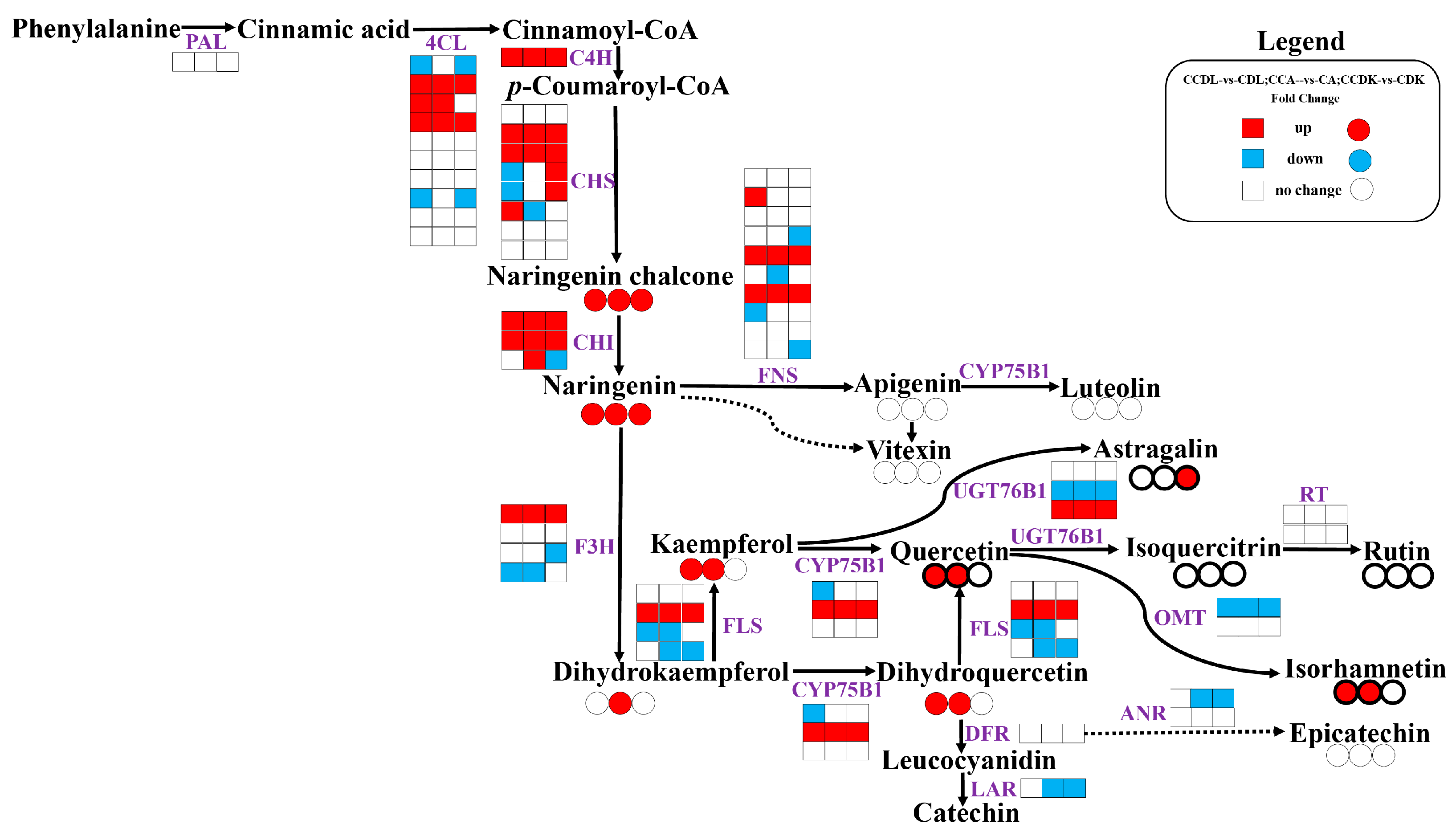 Flavonoid Synthesis Pathway Response to Low-Temperature Stress in a ...
