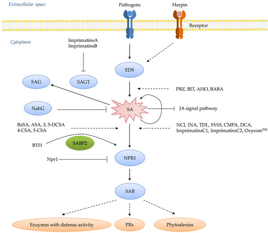 The Past, Present, and Future of Plant Activators Targeting the ...