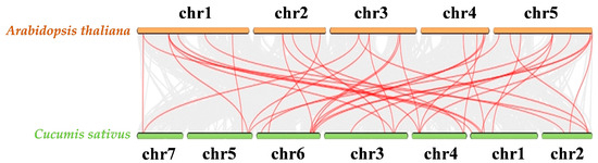 Molecular Characterization of Peroxidase (PRX) Gene Family in Cucumber