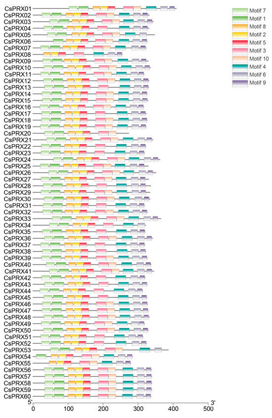 Molecular Characterization of Peroxidase (PRX) Gene Family in Cucumber