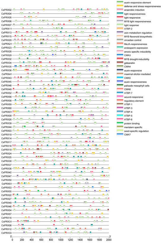 Molecular Characterization of Peroxidase (PRX) Gene Family in Cucumber
