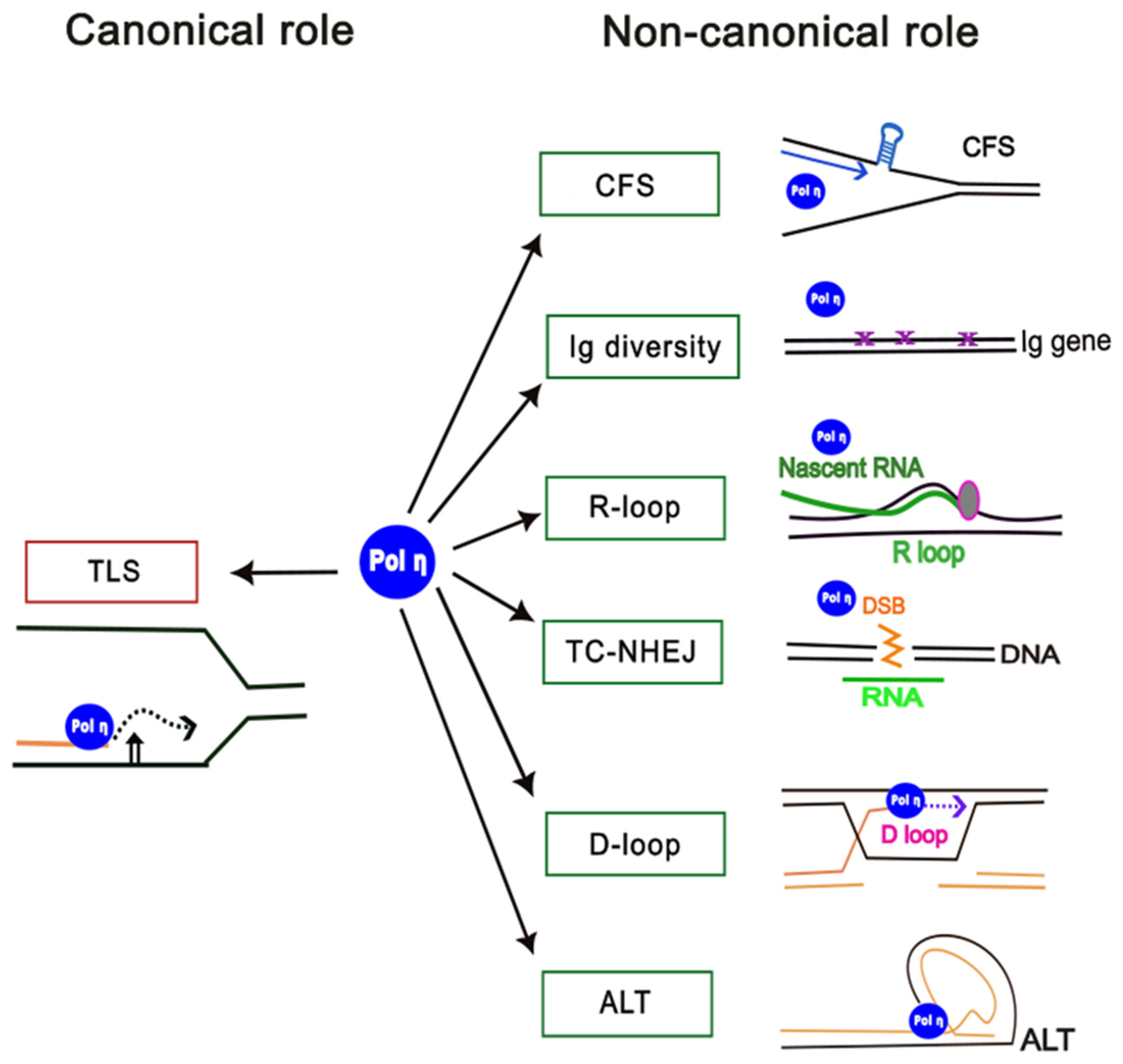 Canonical and Non-Canonical Roles of Human DNA Polymerase η