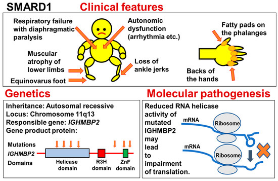 Clinical and Genetic Profiles of 5q- and Non-5q-Spinal Muscular Atrophy ...