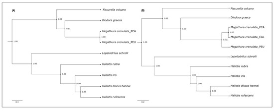 Genetic Insights into the Giant Keyhole Limpet (Megathura crenulata ...