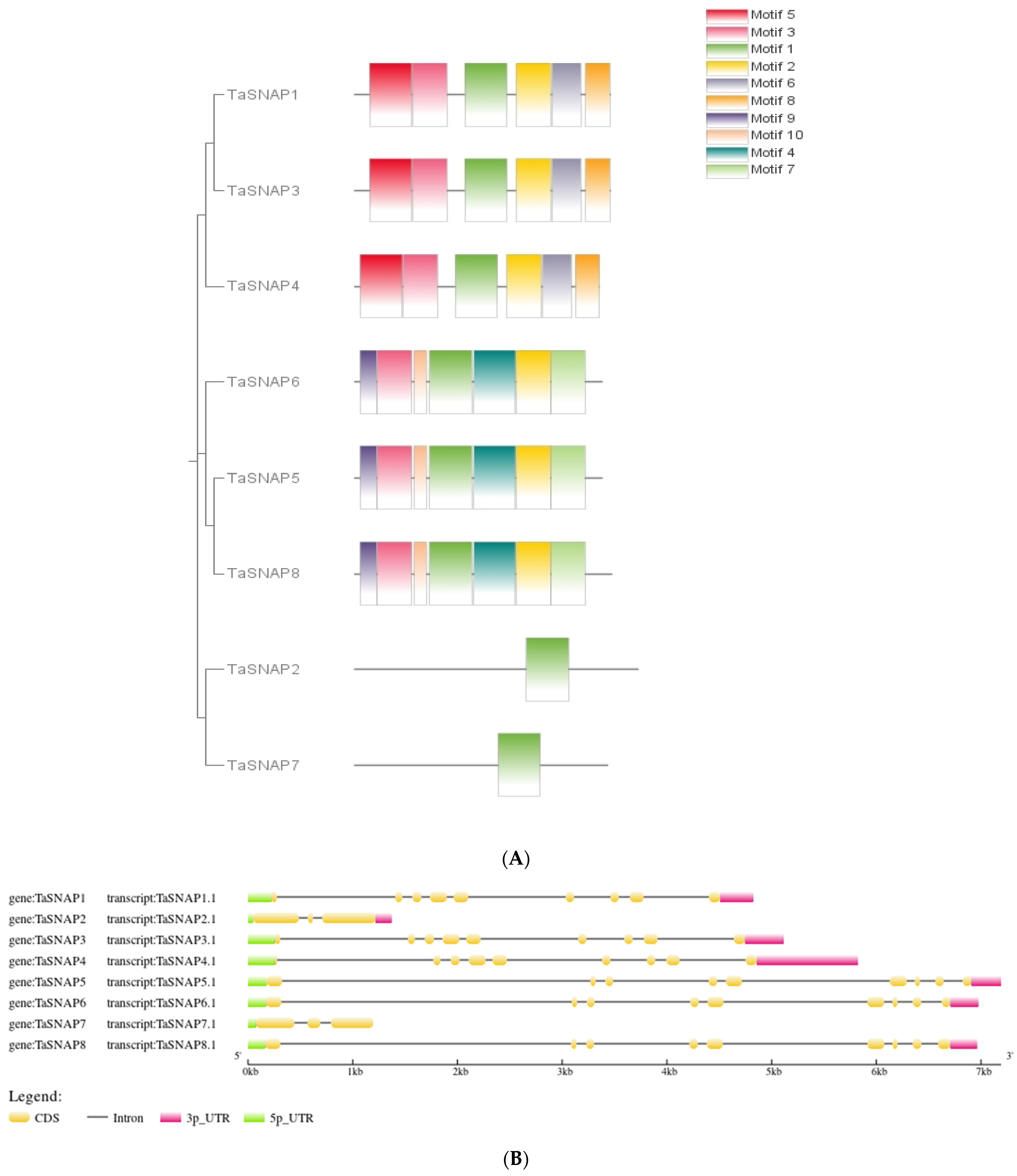 Genome-Wide Identification and Expression Analysis of SNAP Gene Family ...