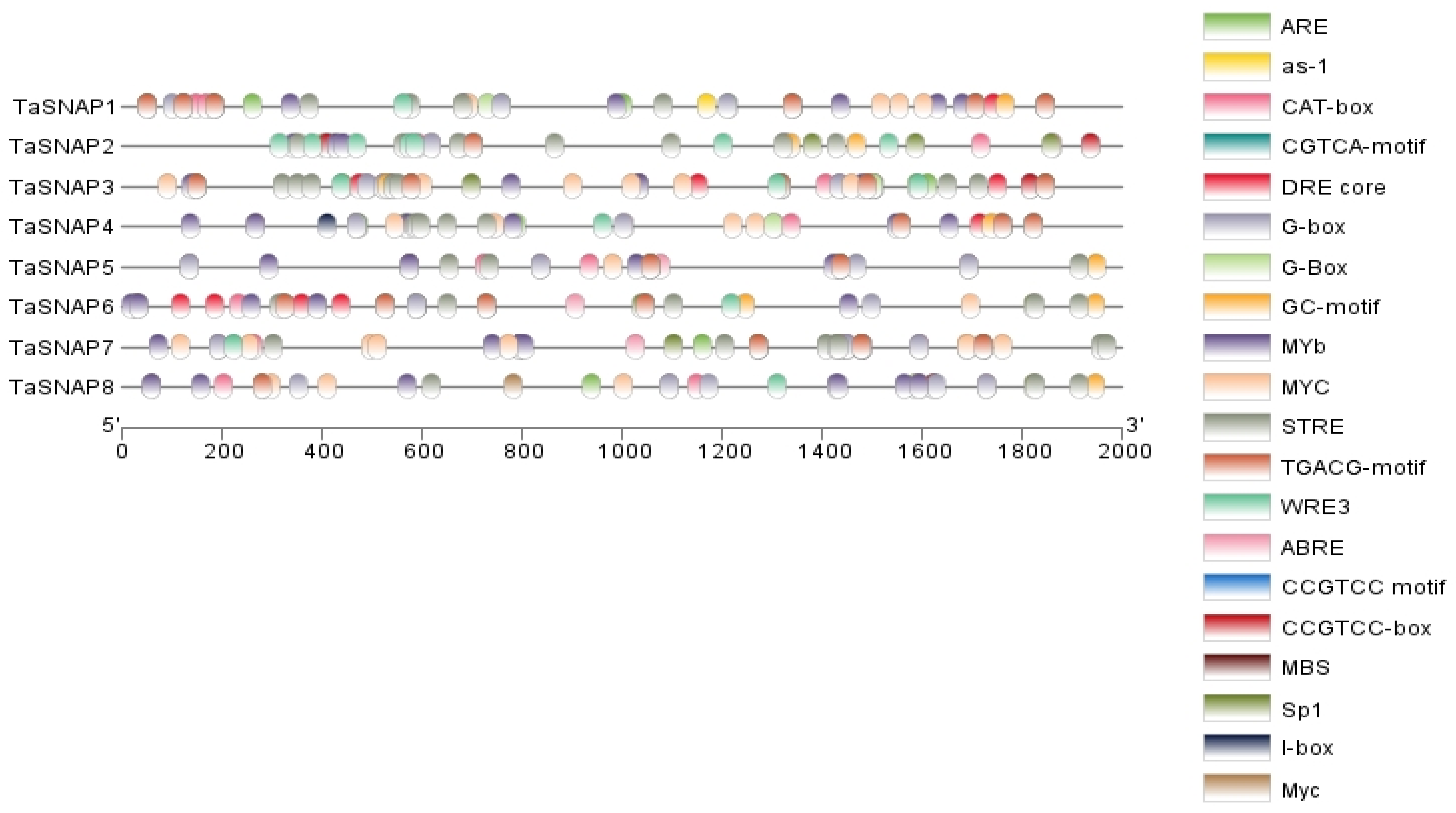 Genome-Wide Identification and Expression Analysis of SNAP Gene Family in Wheat