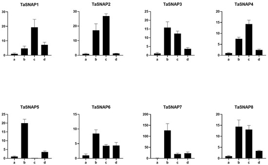 Genome-Wide Identification and Expression Analysis of SNAP Gene Family ...