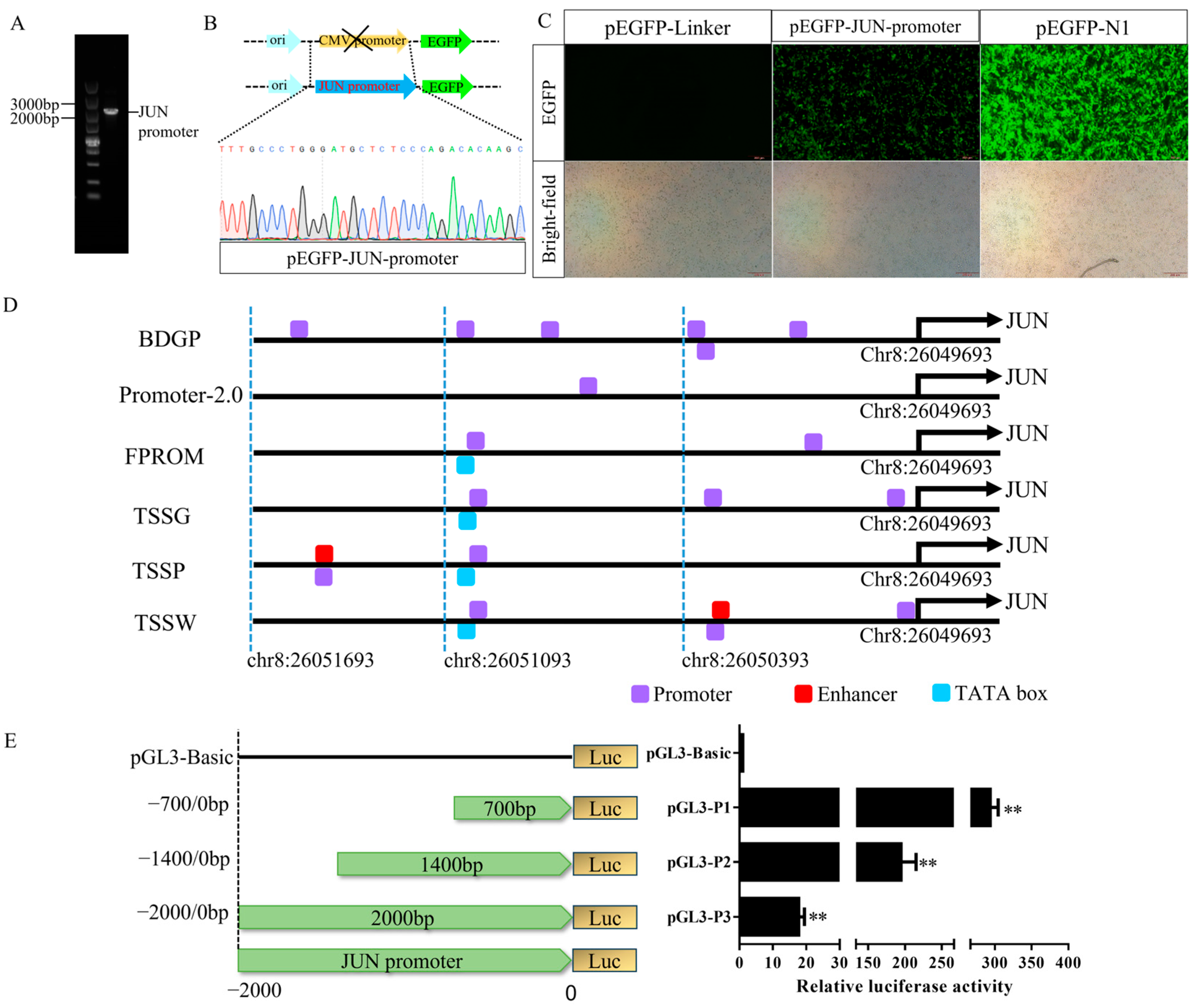 A Study of JUN’s Promoter Region and Its Regulators in Chickens