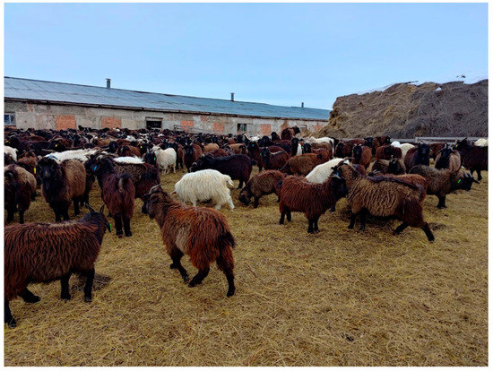 Genetic Diversity in the Orenburg Goat Breed Revealed by Single ...