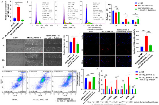 Role of LncRNA MSTRG.20890.1 in Hair Follicle Development of Cashmere Goats
