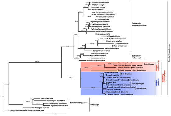 Complete Chloroplast Genome of Crassula aquatica: Comparative Genomic ...