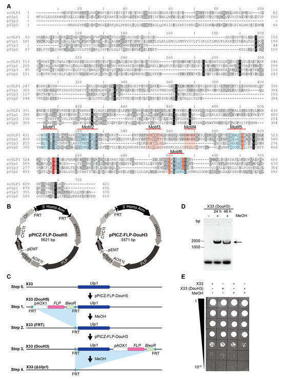 Ulp1 Regulates Cell Proliferation Through INO1 in Pichia pastoris