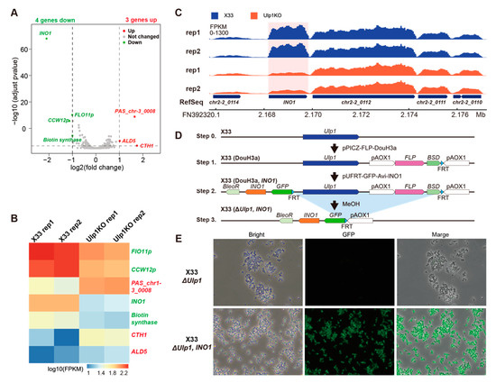 Ulp1 Regulates Cell Proliferation Through INO1 in Pichia pastoris