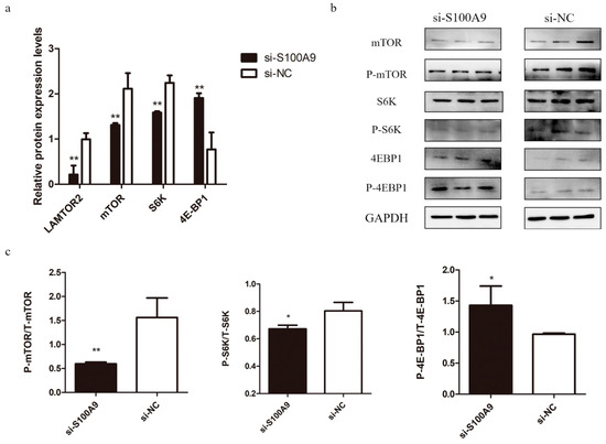S100A9 Affects Milk Protein Content by Regulating Amino Acid ...
