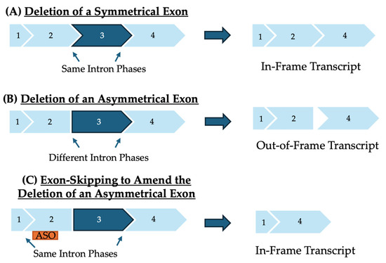 An Updated Analysis of Exon-Skipping Applicability for Duchenne ...
