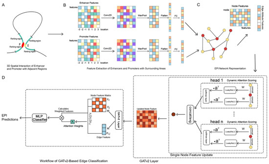 GATv2EPI: Predicting Enhancer–Promoter Interactions with a Dynamic Graph Attention Network