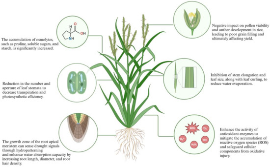 Advances in Understanding Drought Stress Responses in Rice: Molecular ...