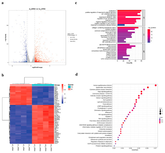 Integrative Transcriptomics and Proteomics Analysis Reveals THRSP’s ...