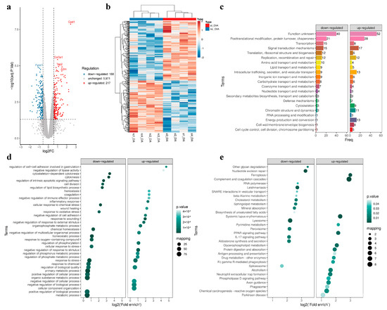 Integrative Transcriptomics and Proteomics Analysis Reveals THRSP’s Role in Lipid Metabolism