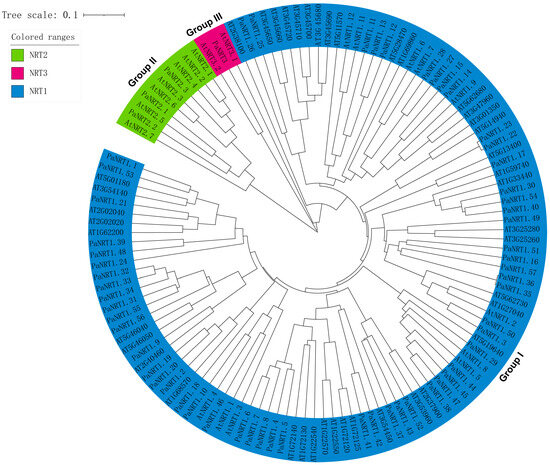 Genome-Wide Identification and Expression Analysis of PaNRT Gene Family ...