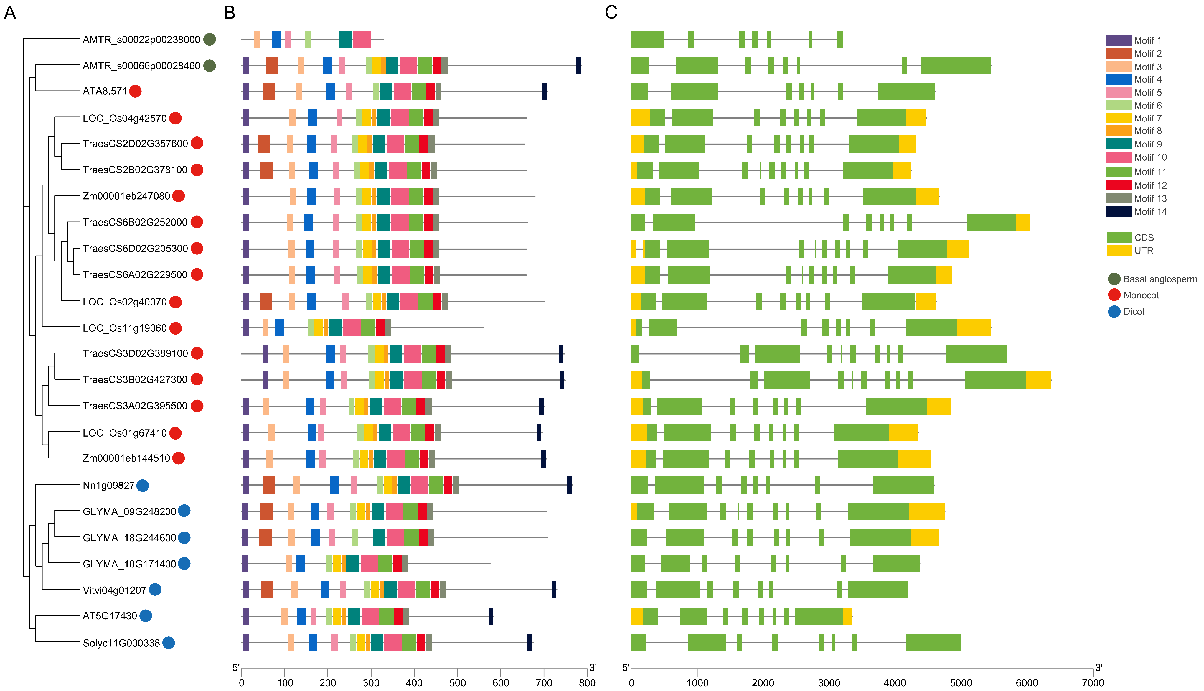 Genome-Wide Identification and Evolutionary Analysis of Functional BBM ...