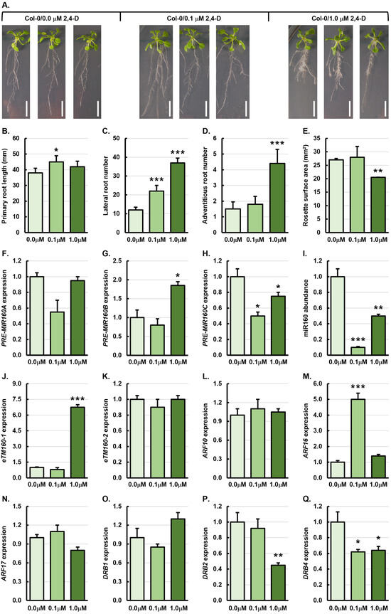 The Arabidopsis thaliana Double-Stranded RNA Binding Proteins DRB1 and ...