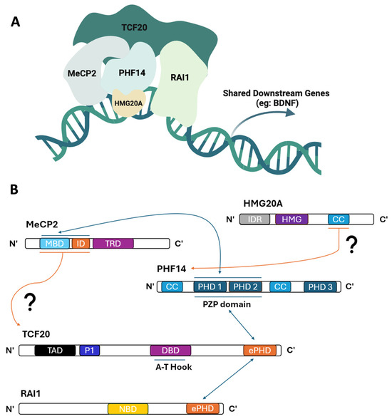 Epigenetic Regulation and Neurodevelopmental Disorders: From MeCP2 to the TCF20/PHF14 Complex