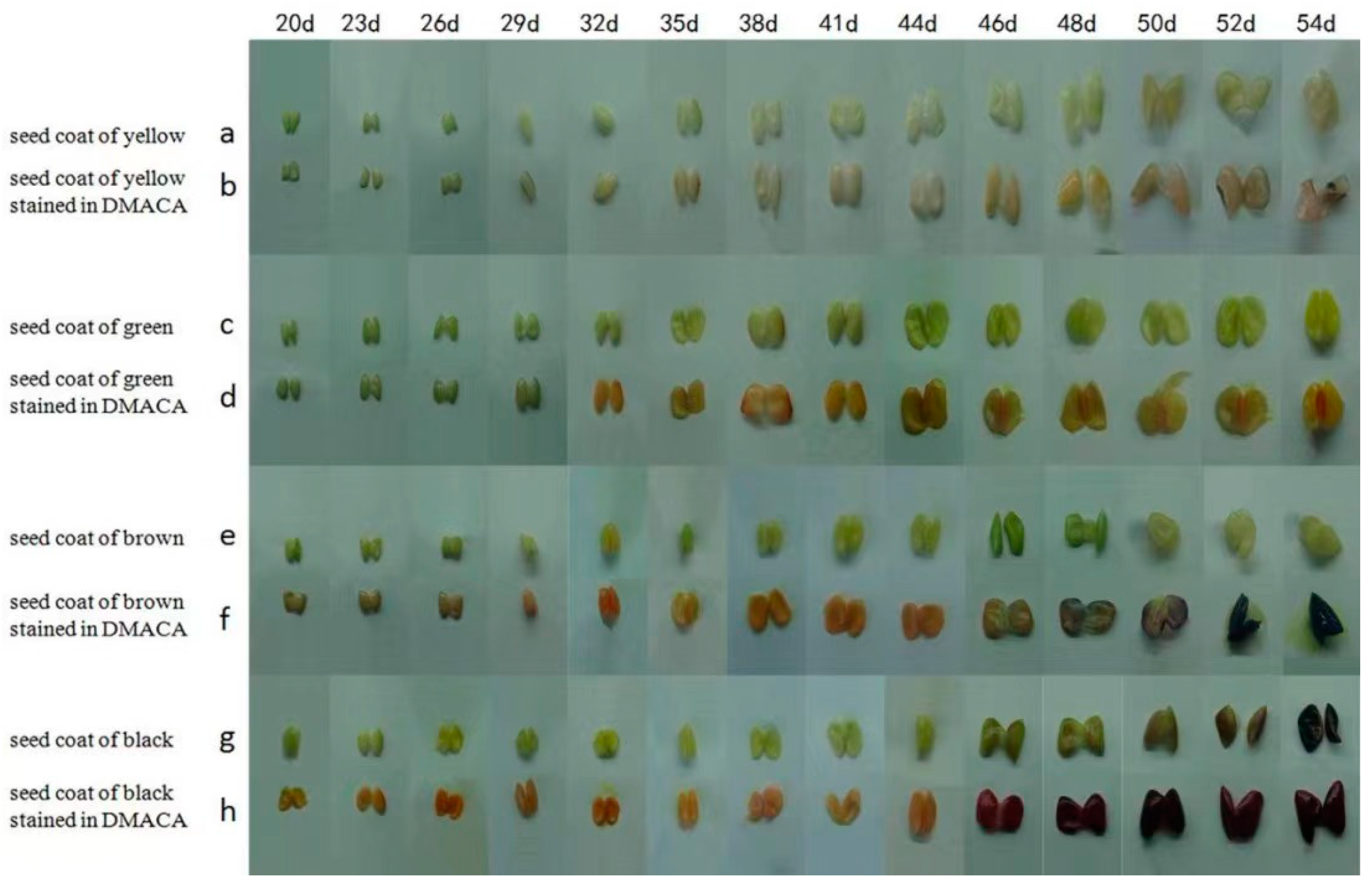 Identifying Candidate Genes Related to Soybean (Glycine max) Seed Coat ...