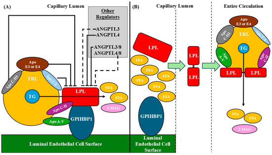 Lipoprotein Lipase: Structure, Function, and Genetic Variation