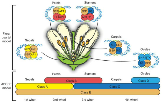 Research Progress on Gene Regulation of Plant Floral Organogenesis