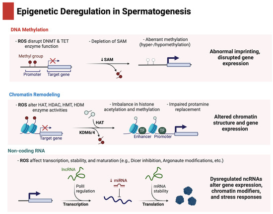 Oxidative-Stress-Mediated Epigenetic Dysregulation in Spermatogenesis ...