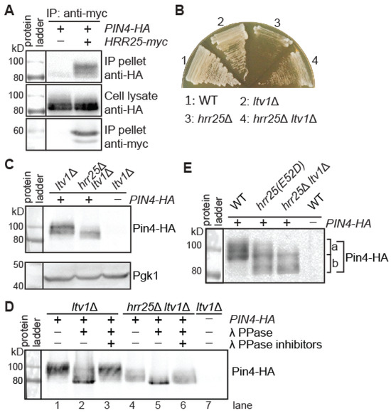 Casein Kinase I Protein Hrr25 Is Required for Pin4 Phosphorylation and ...