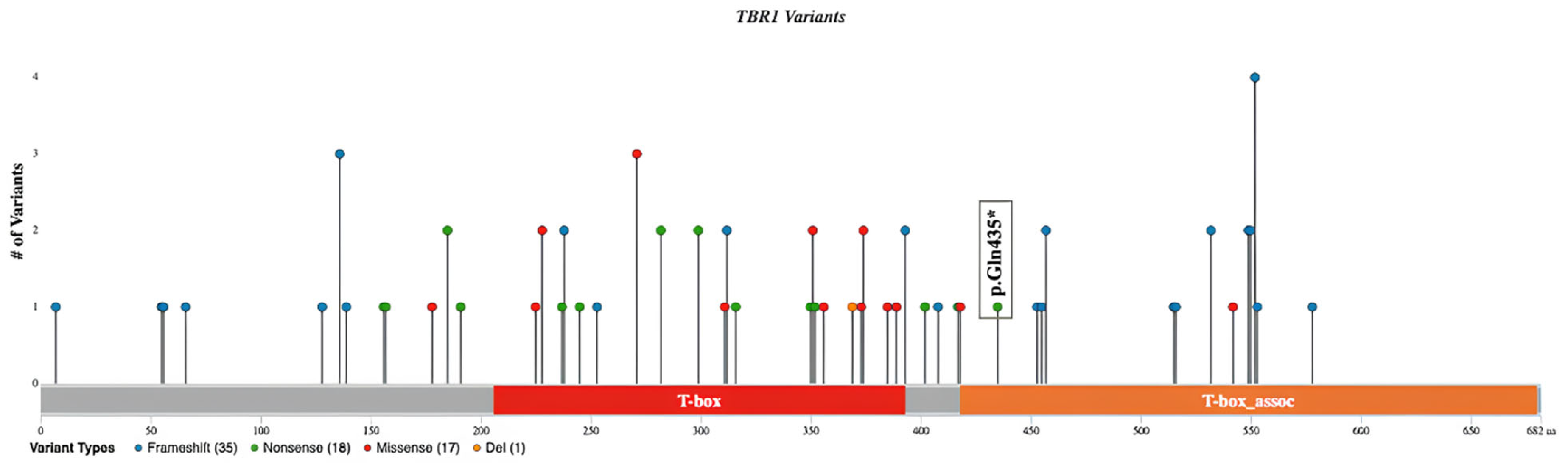 Novel TBR1 c.1303C>T Variant Led to Diagnosis of Intellectual Developmental Disorder with Autism ...