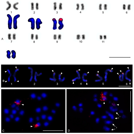 Advances in Understanding the Karyotype Evolution of Tetrapulmonata and ...