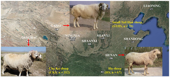 Copy Number Variations of the NSMF Gene and Their Associations with ...