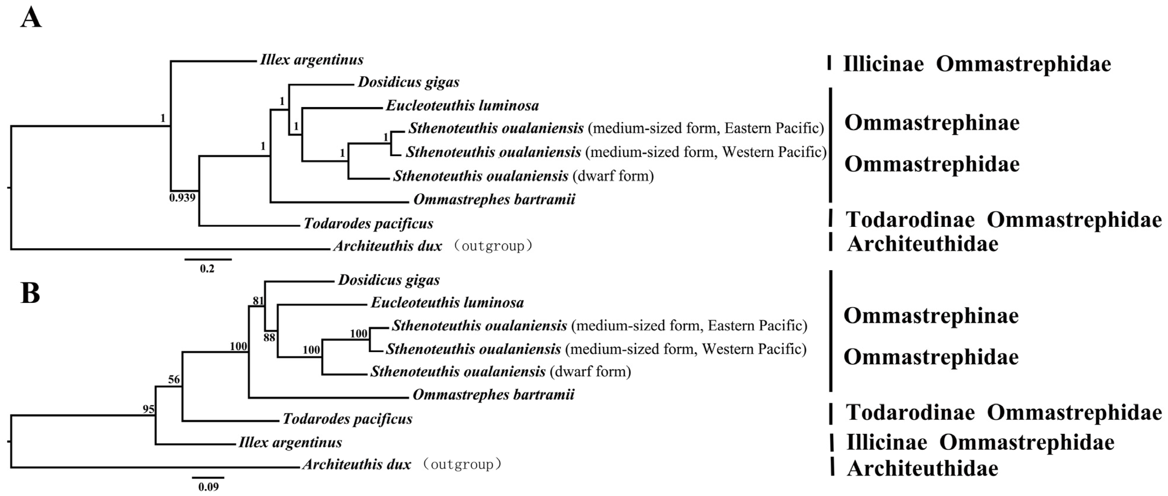 Characterization of the Complete Mitochondrial Genome of Dwarf Form of ...