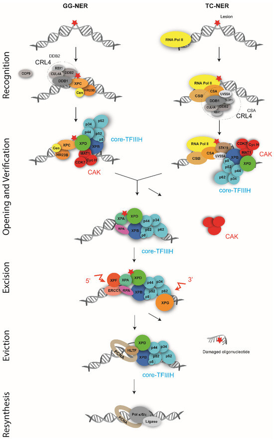 Nucleotide Excision Repair: Insights into Canonical and Emerging ...