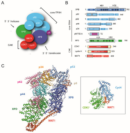 Nucleotide Excision Repair: Insights into Canonical and Emerging ...