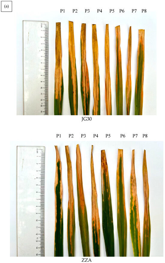 Symptoms Of Bacterial Leaf Blight On Rice Trees In Illinois ...