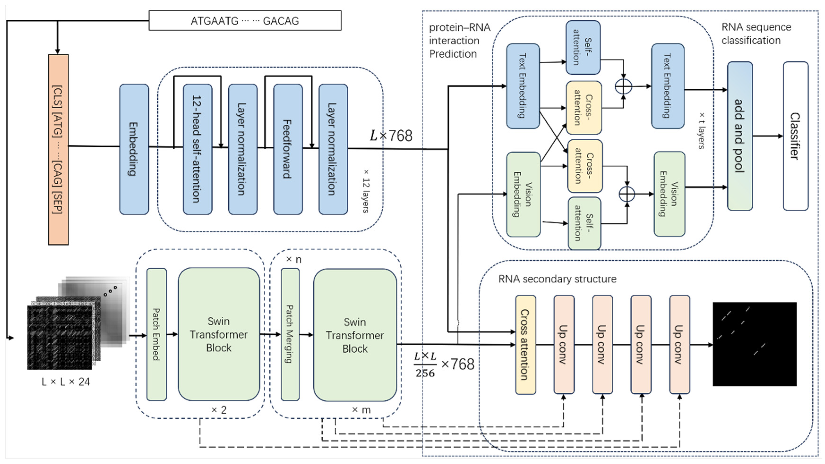 DRFormer: A Benchmark Model for RNA Sequence Downstream Tasks
