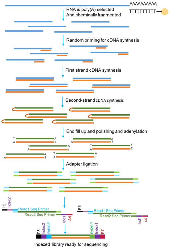 Detection of mRNA Transcript Variants
