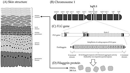 Novel Filaggrin Variants Are Associated with Ichthyosis Vulgaris in Mexicans