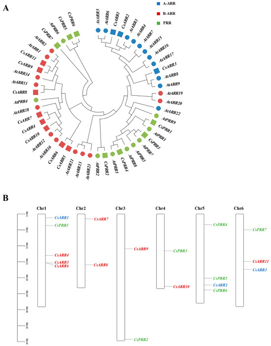Resequencing and Transcriptome Analyses Reveal Variations and ...