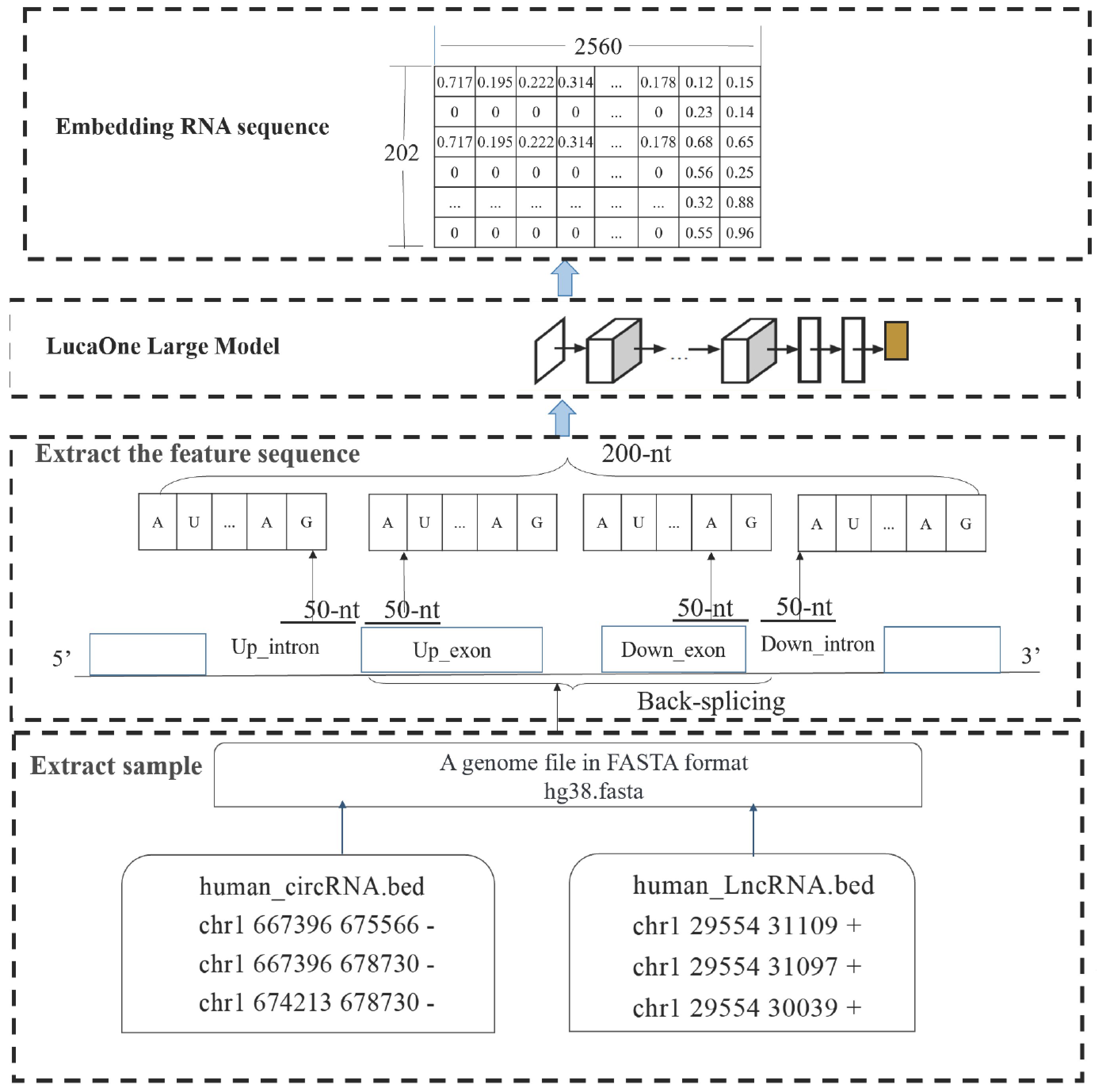 circ2LO: Identification of CircRNA Based on the LucaOne Large Model