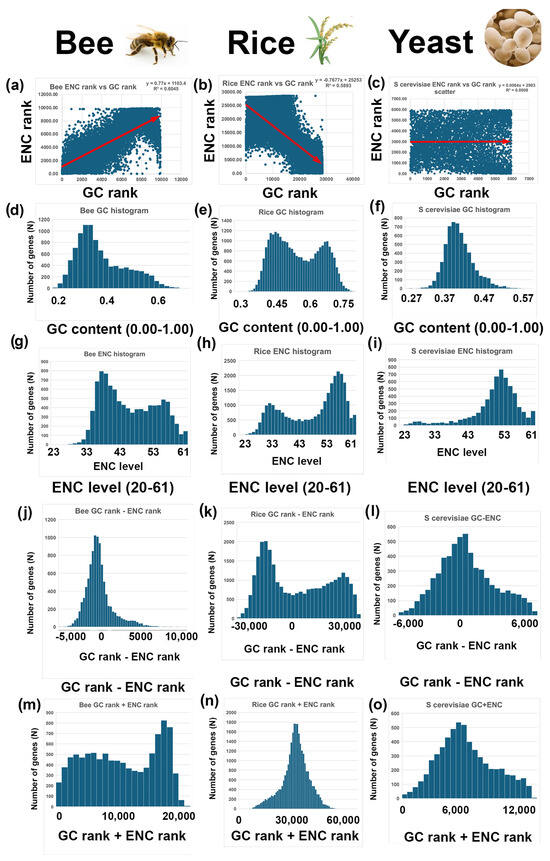 GC Content in Nuclear-Encoded Genes and Effective Number of Codons (ENC ...